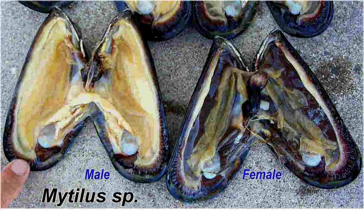 Mussel larvae production for Pacific beakfish larvae (Oplegnathus insignis)
