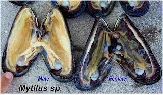Mussel larvae production for Pacific beakfish larvae (Oplegnathus insignis)