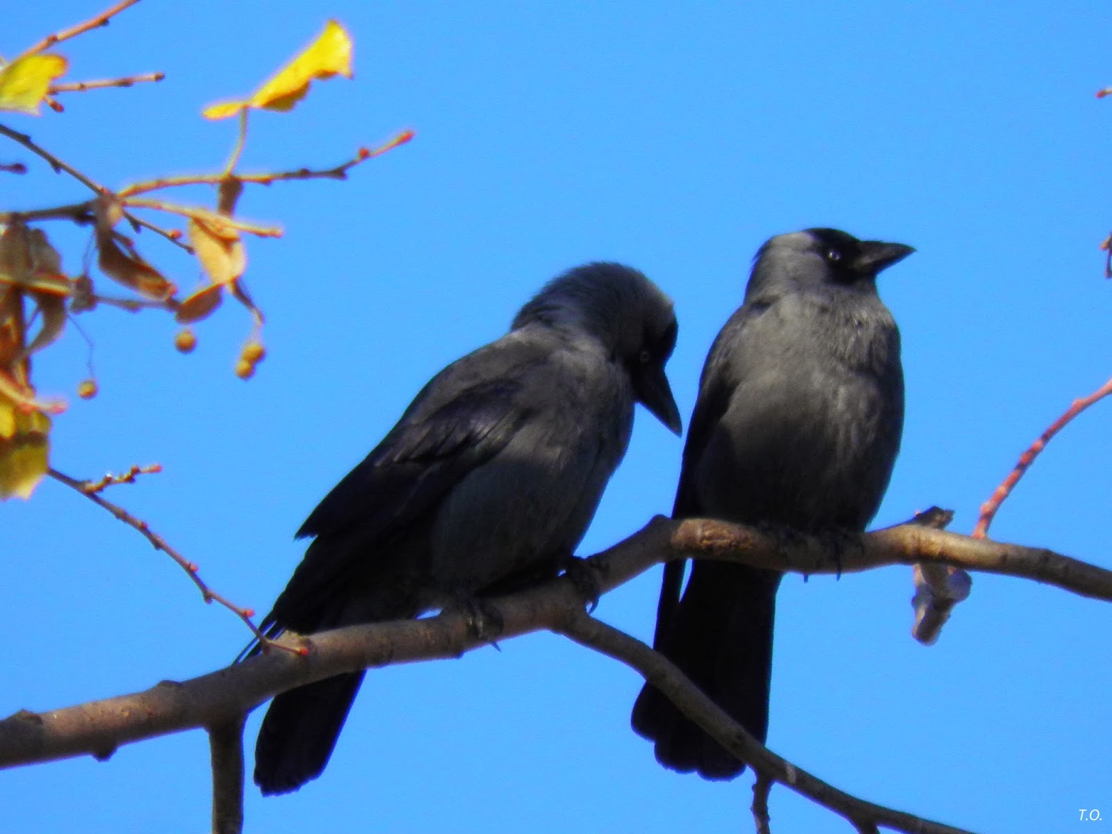 PASARI DIN ROMANIA: STANCUTA, Corvus monedula