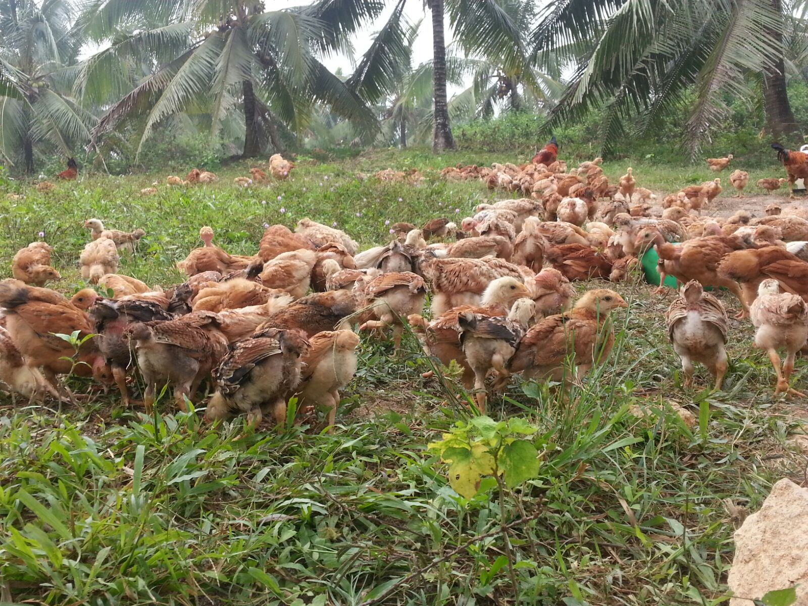 Ayam Botak,Ayam Kampung Dan Ayam Organik Untuk Dijual