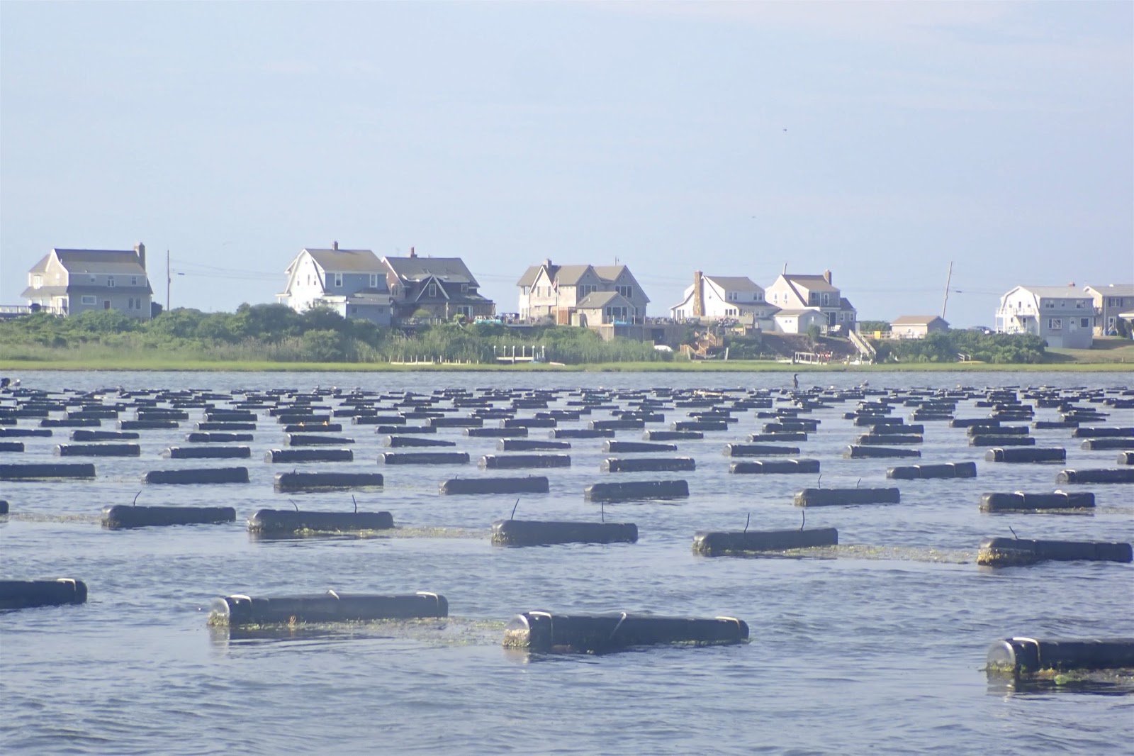 Open Boat, Moving Water - A Paddler's Journal: Potter Pond – July 23, 2020