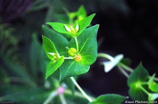 Kaas Plateau: Maharashtra’s own Valley of Flower
