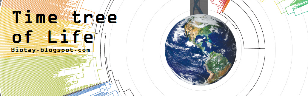 BioTay: El arbol de la Vida (Timetree of life)