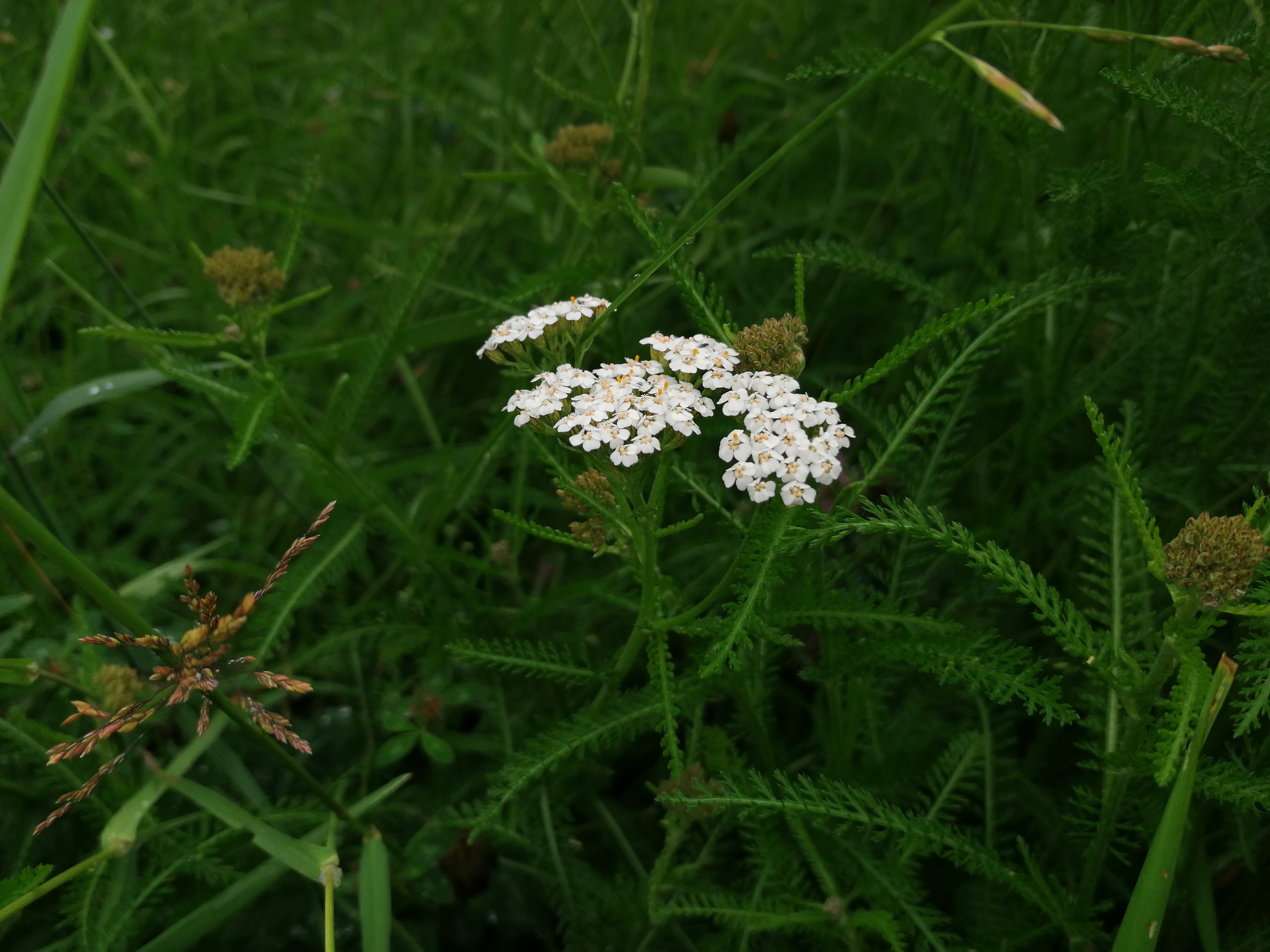 Coada soricelului sau minunea pamantului
