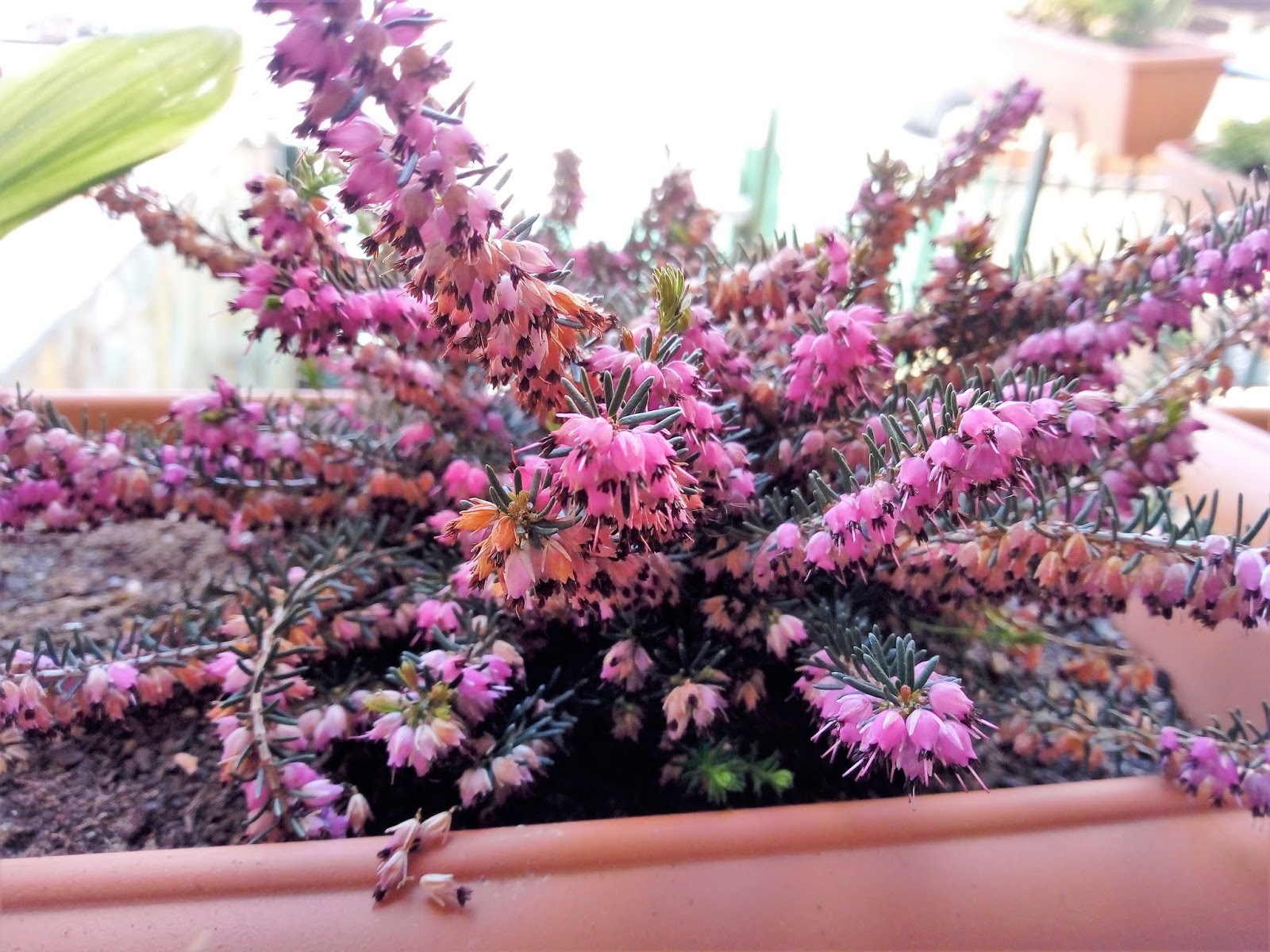 Biosfera vegetal.: Brezo rosado (Erica x darleyensis).