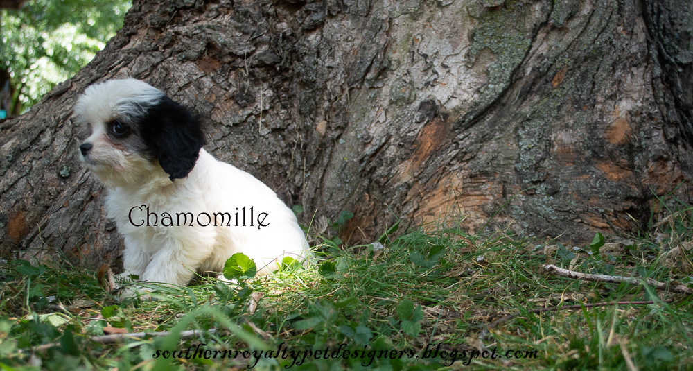 We have three Cavaton puppies available as of today.