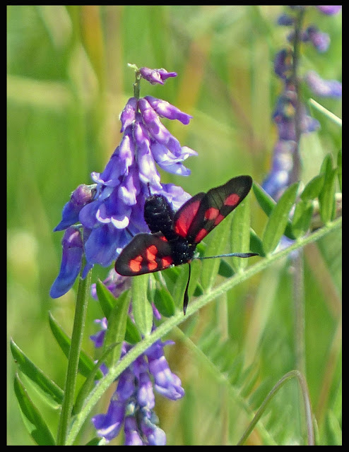 Wild and Wonderful: Butterflies and Moths ~ Burnet Moth at Carlton Marshes