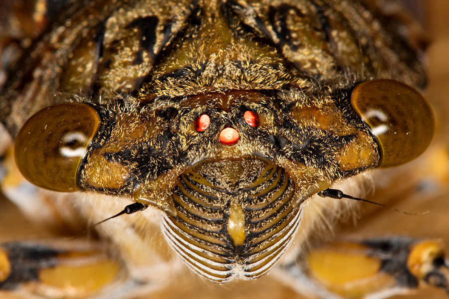 Real Monstrosities: Cicada