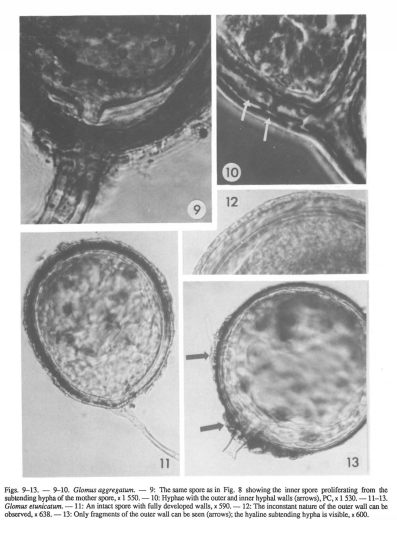 Glomus aggregatum, apa sih manfaat jamur ini bagi tanaman?