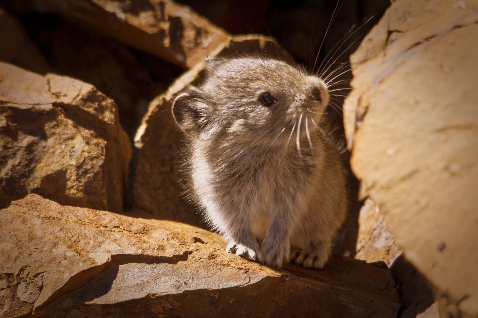 Thick and Thin : What is a Pika