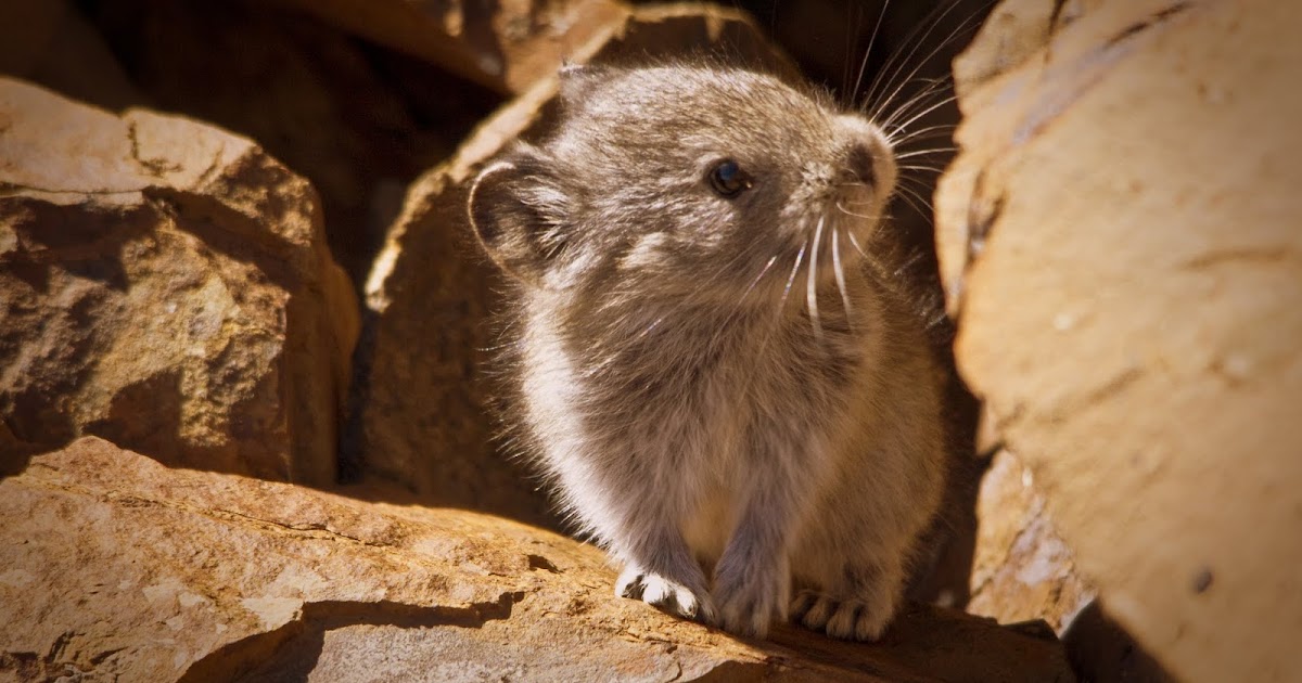 Thick and Thin : What is a Pika