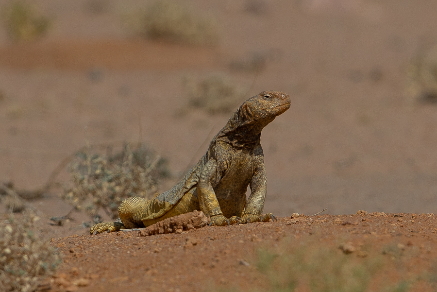 Birds of Saudi Arabia: Arabian Spiny-tailed Lizard - Mahazat as-Sayd ...