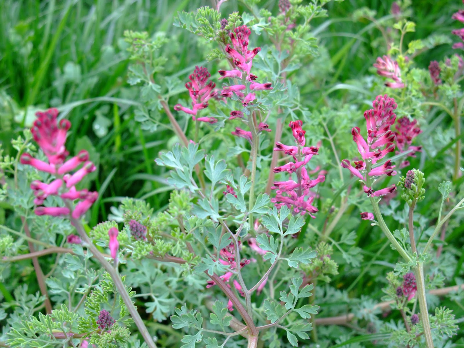HERBAL PICNIC: FUMITORY