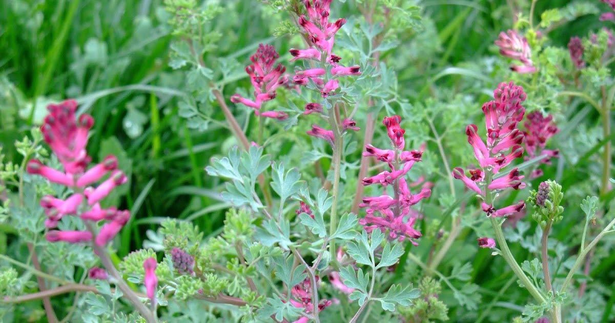 HERBAL PICNIC: FUMITORY