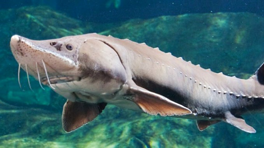 🌐 ȘTIRI-CĂLĂTOR PRIN LUMEA PLANETEI ALBASTRE: Cadavrul unui sturion ...