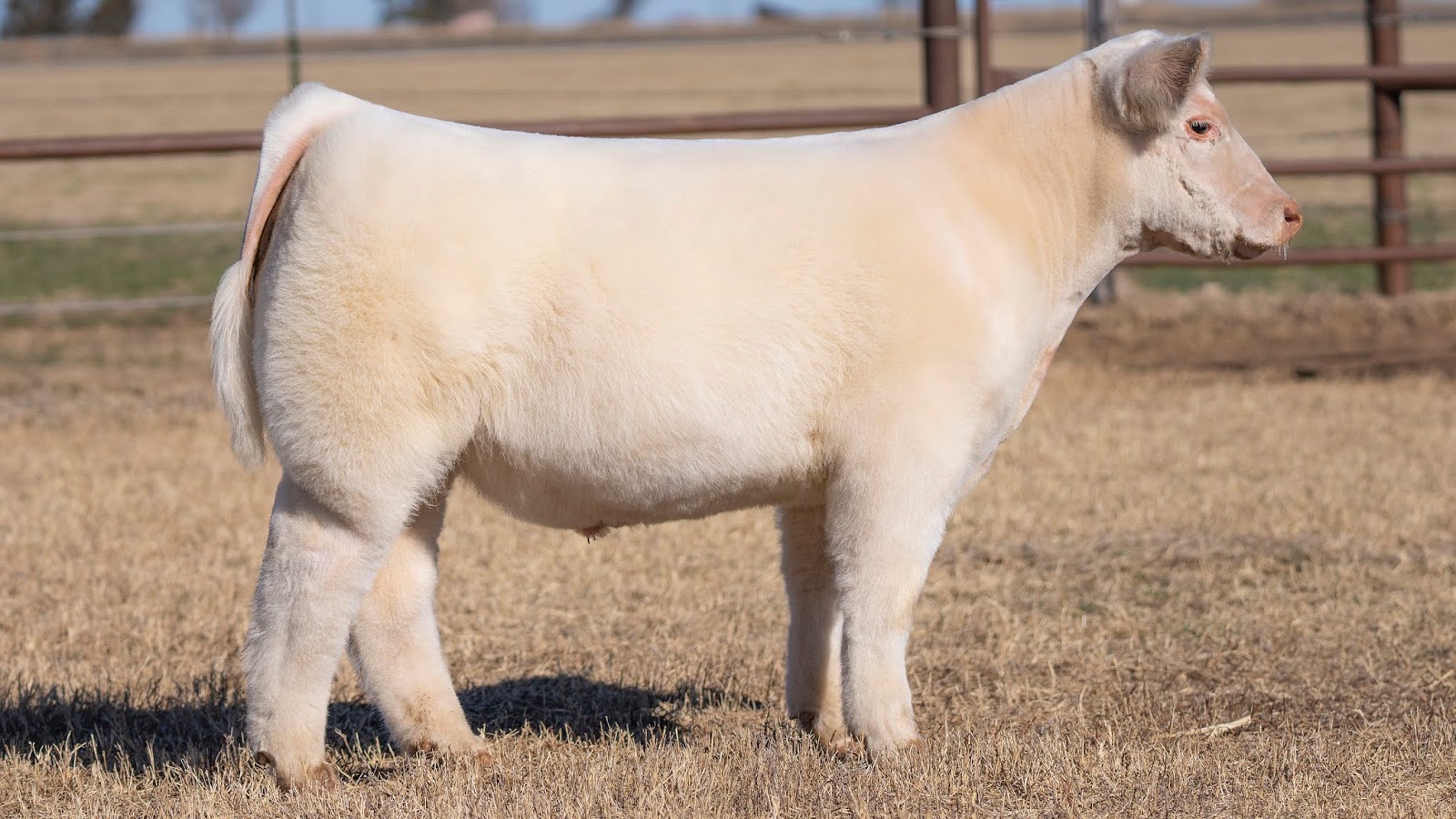 RCC Blog: Very Impressive Steers Sell In Brian Martin Show Cattle "Show ...