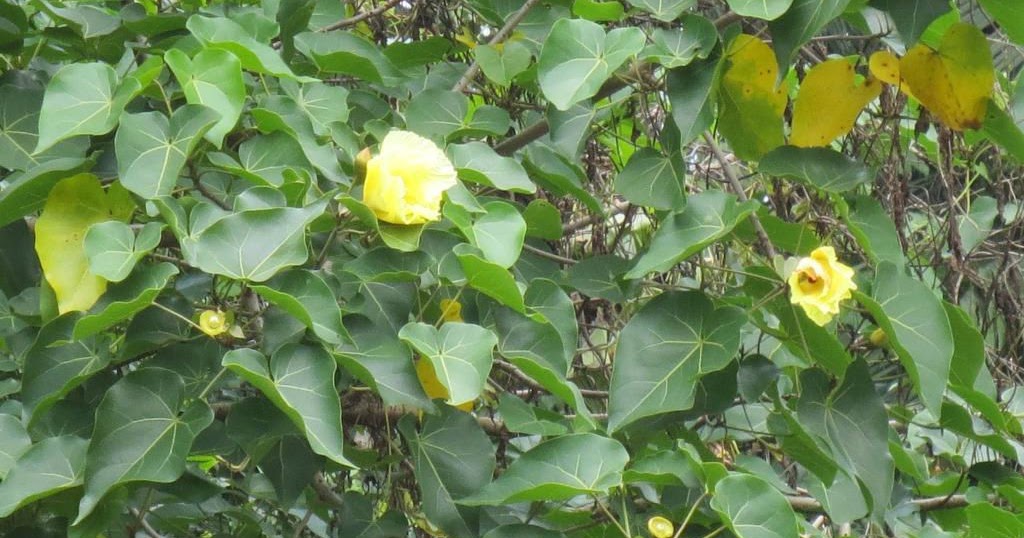 ගංසූරිය [Gansuriya] (Thespesia populnea) ~ අපේ ඔසුපැළ Medicinal Plants ...