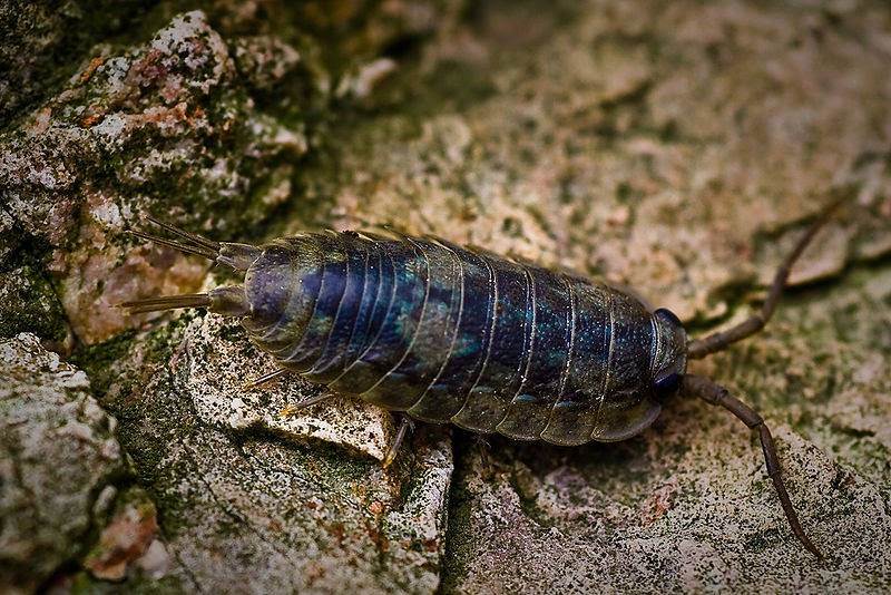 Variety of Life: Oniscidea