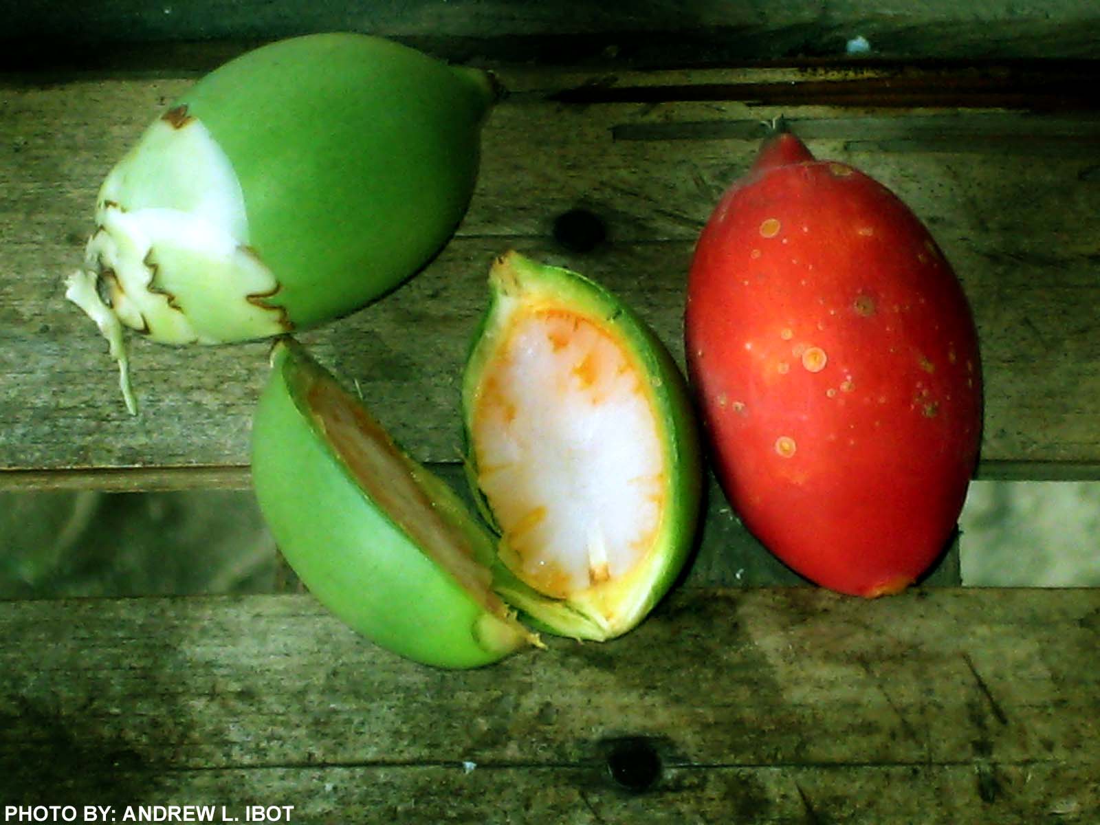 Ako si ANDREW IBOT!: Bunga - Halamang Gamot / Herbal Medicine