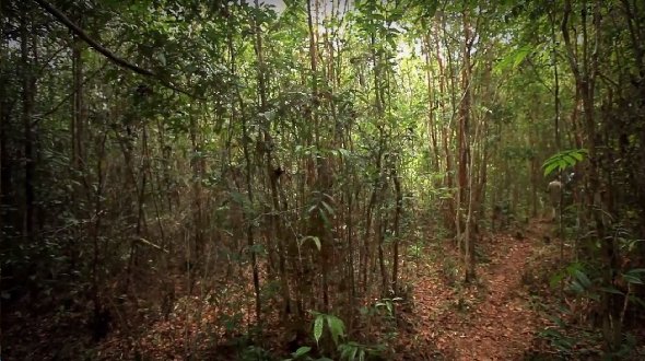 Hutan Pelawan Namang: Kawasan Favorite Wisata Alam di Bangka Tengah ...