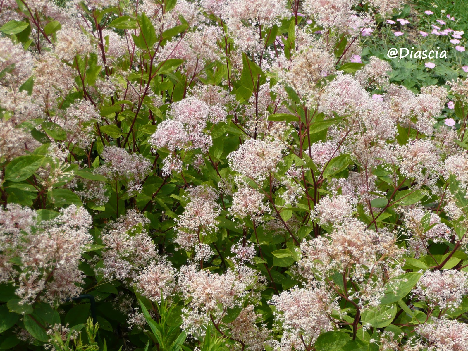Le jardin de Diascia: CEANOTHUS PALLIDUS MARIE SIMON