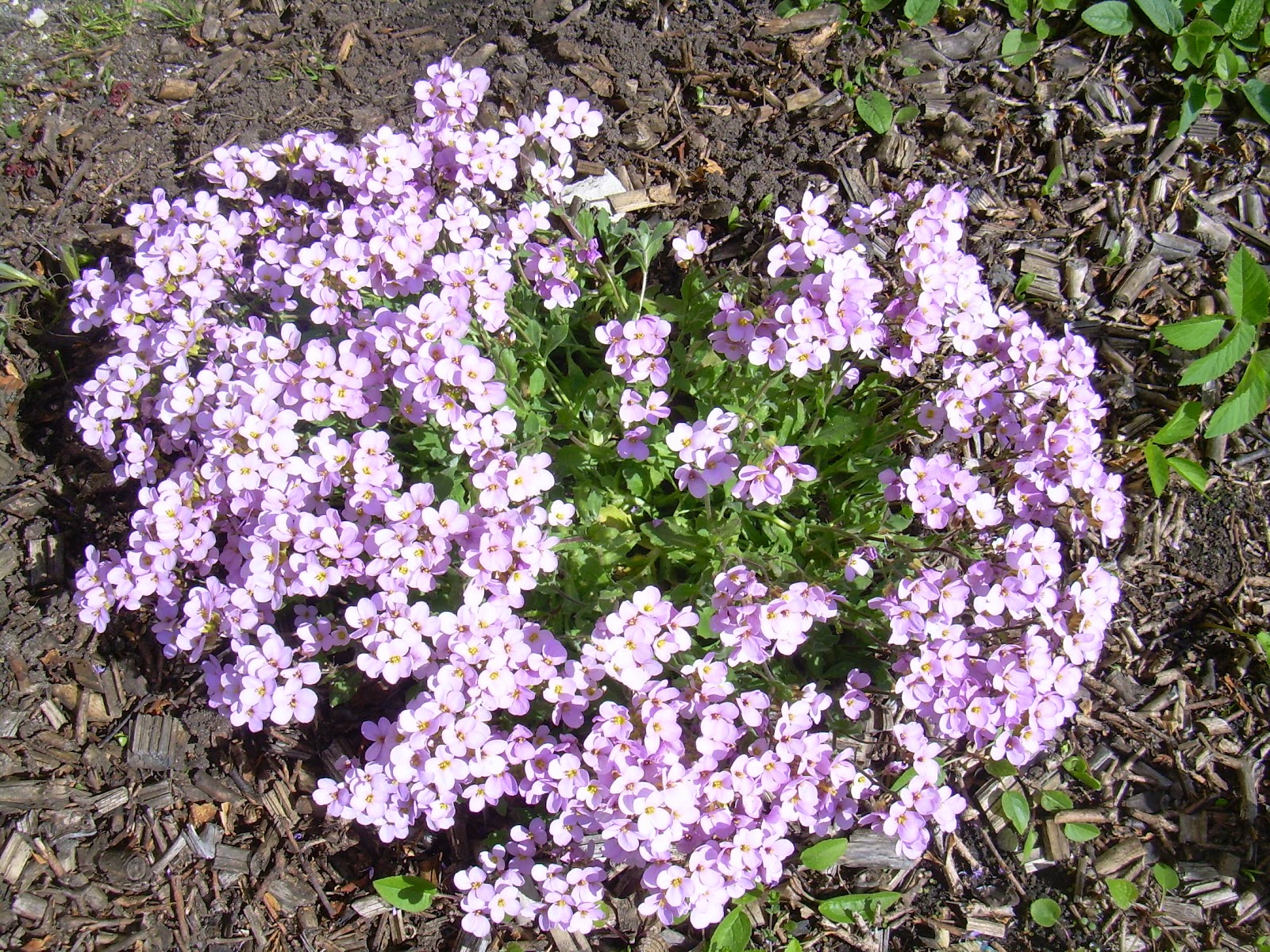 Päikesepõimik: Kevad lasteaias