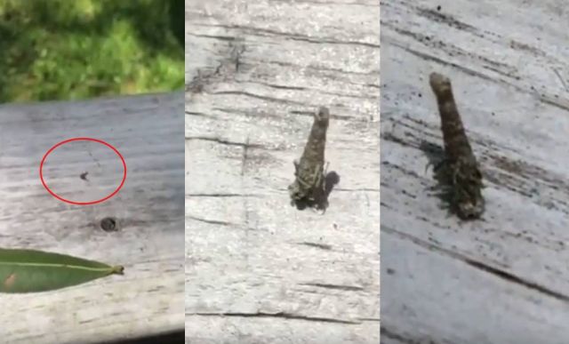 It’s Alive! Bizarre Freaky Tiny Alien Creature Trying To Walk