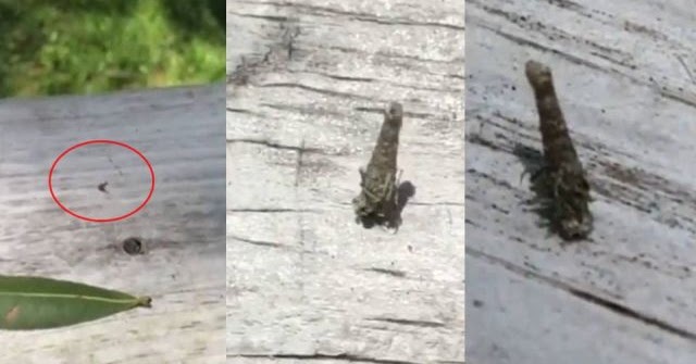 It’s Alive! Bizarre Freaky Tiny Alien Creature Trying To Walk