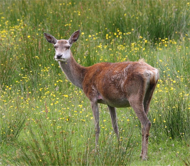 Murfs Wildlife : Red Deer