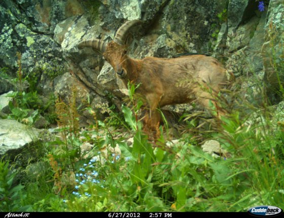 საქართველოს დაცული ტერიტორიები: ლაგოდეხის ნაკრძალი