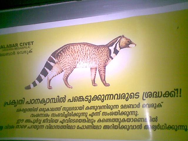 Mangroves: Malabar Civet : Critically Endangered species