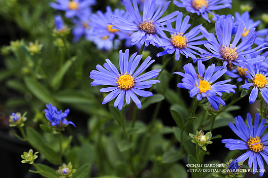 Digital Flower Pictures.com: Hardy Blue Aster
