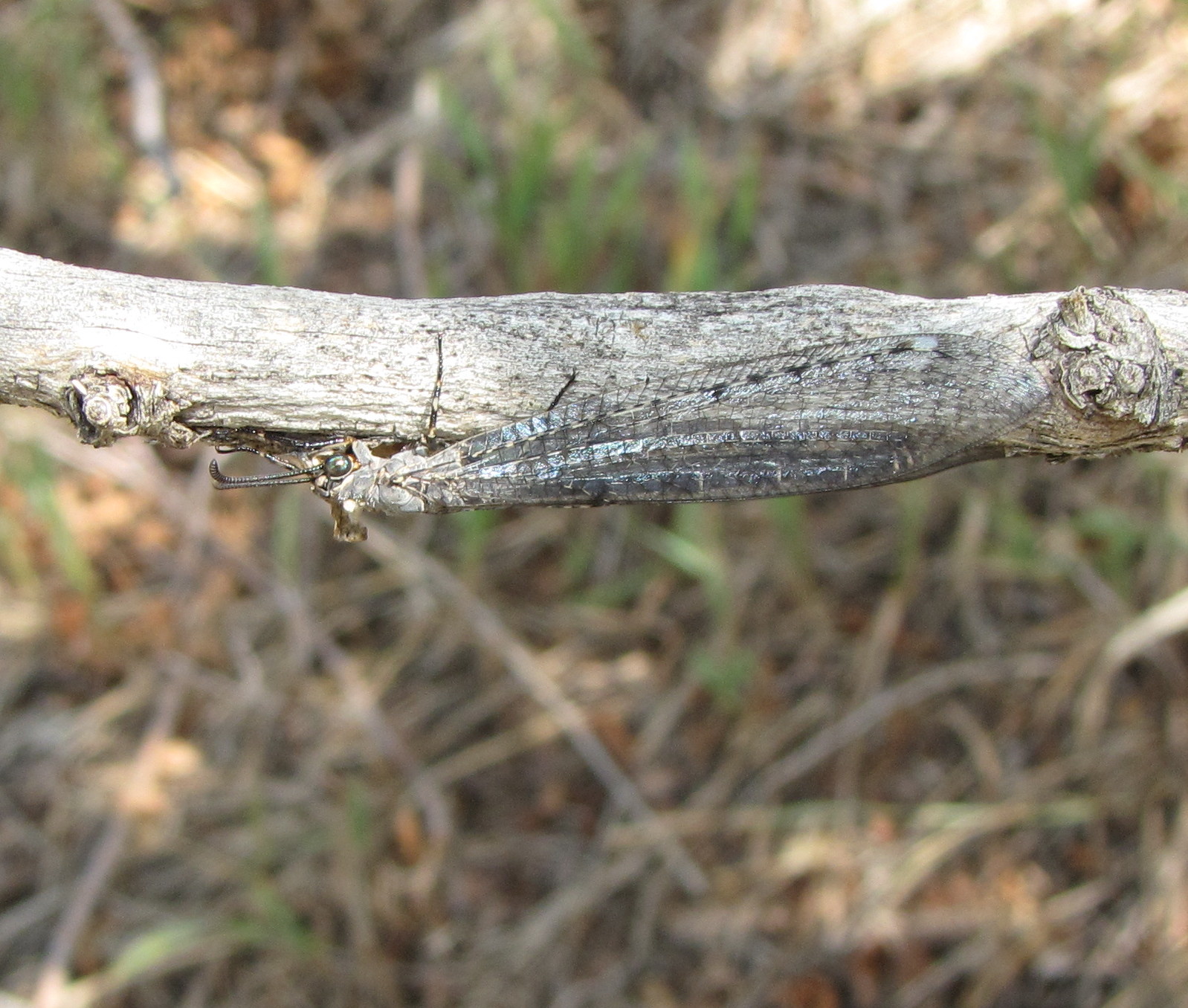 Bug Eric: Predator and Prey: Ants versus "Lions" and "Tigers"