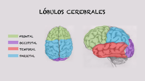 ESTRUCTURA, los lóbulos cerebrales