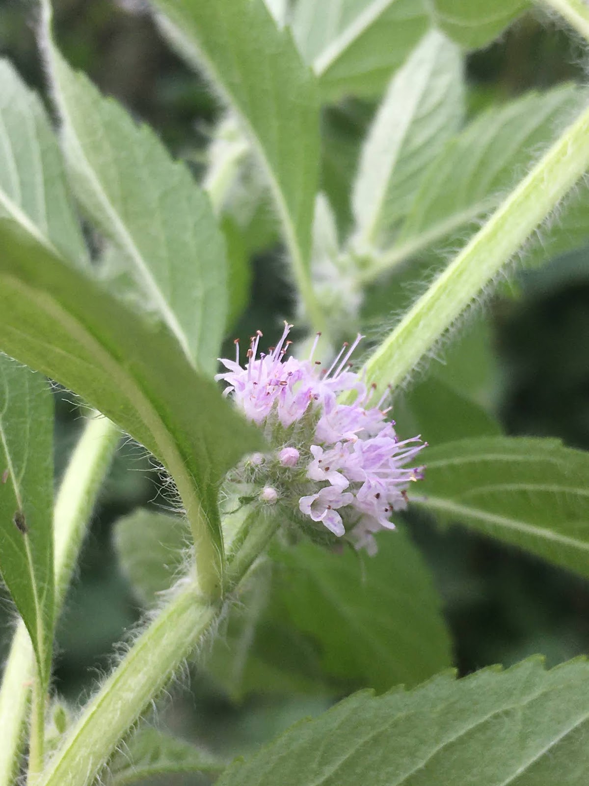 Wild Herb Ways: Bugle weed, Lycopus