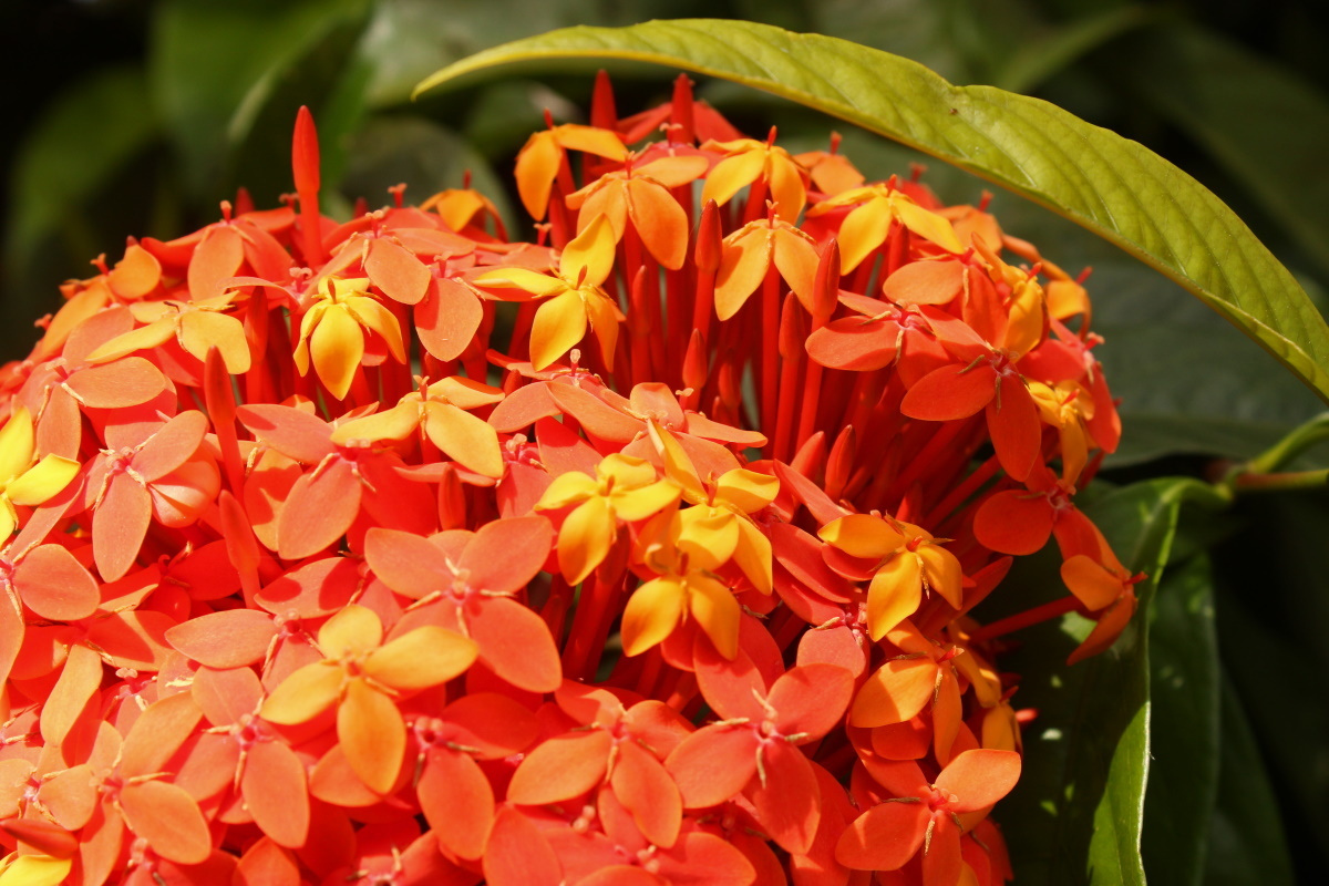 Journeys across Karnataka: flora at the Forest Home-stay