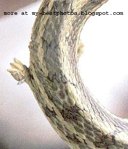Snake with Legs | Legged Snake Photos | Real Amazing, Unusual Photos of ...
