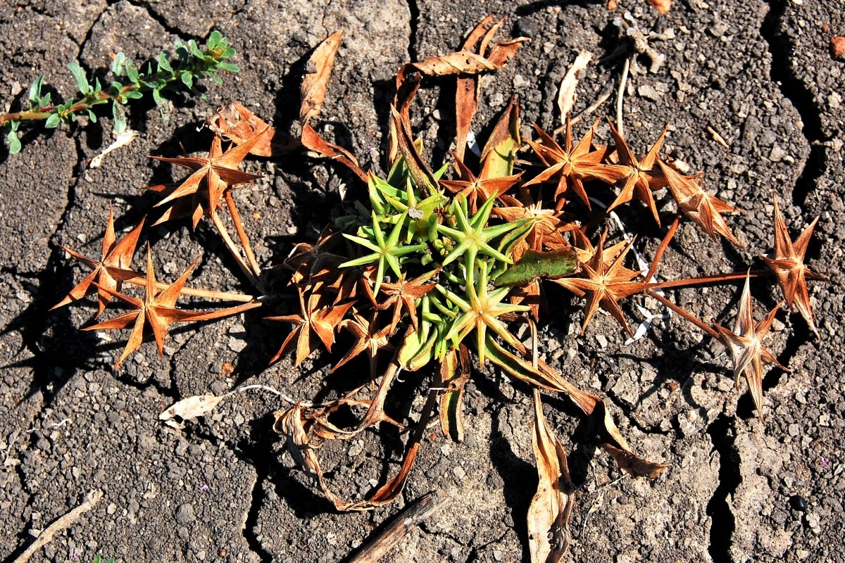 ALMANAQUE NATURAL: Laguna de Alcolea – Por fin una magnífica noticia