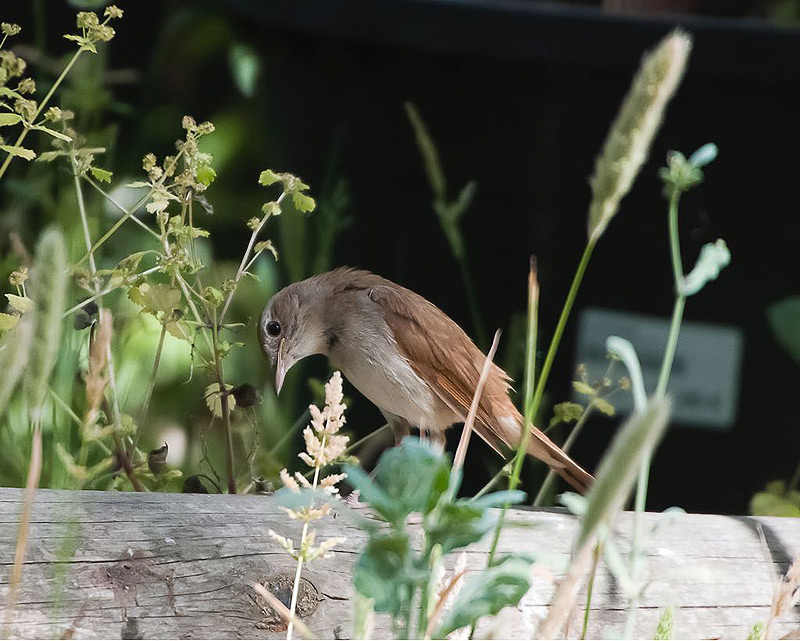 Birding Catalunya: Ocells al Hide Bordas