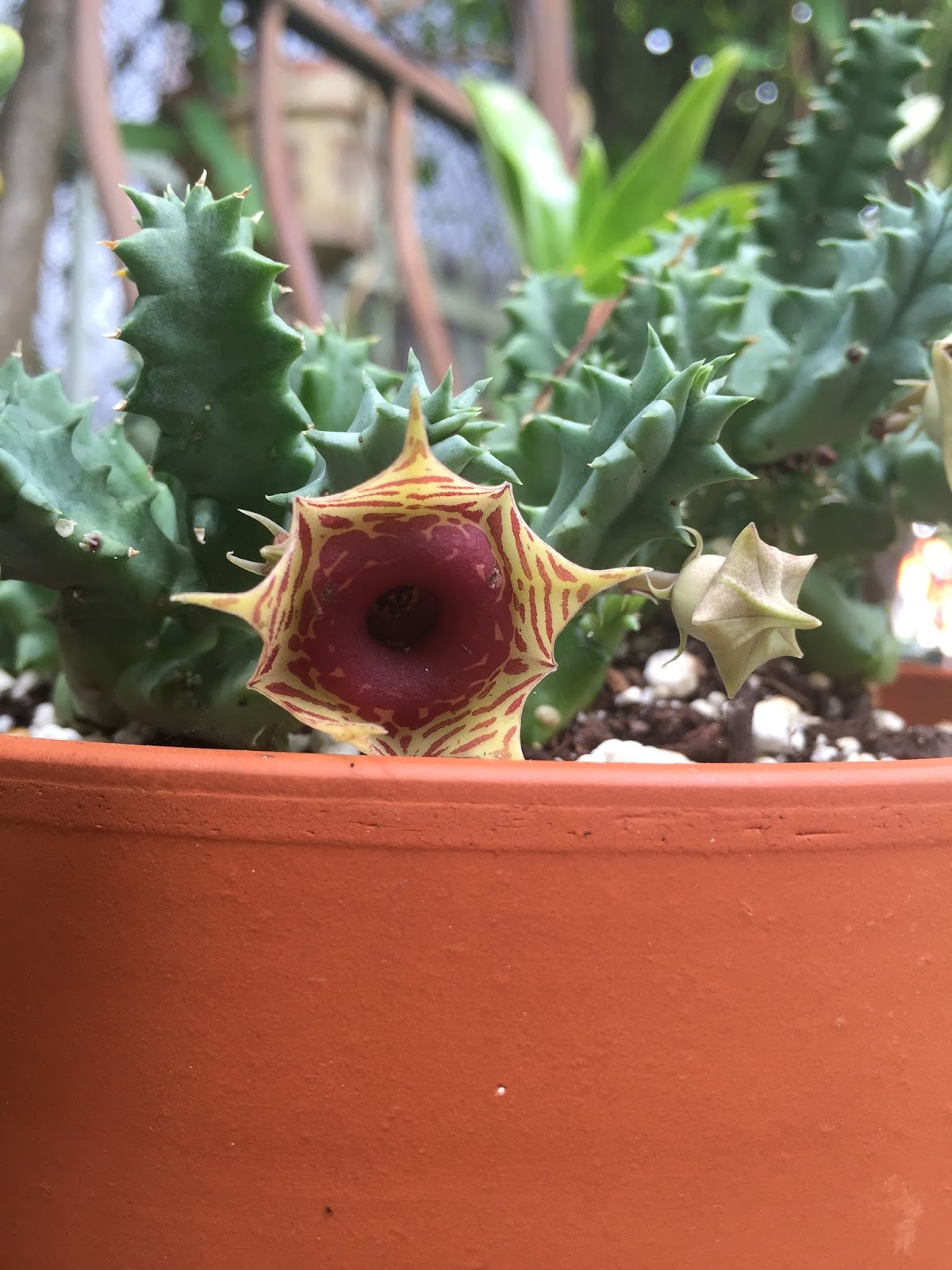 How to Grow and Care for Huernia Succulents
