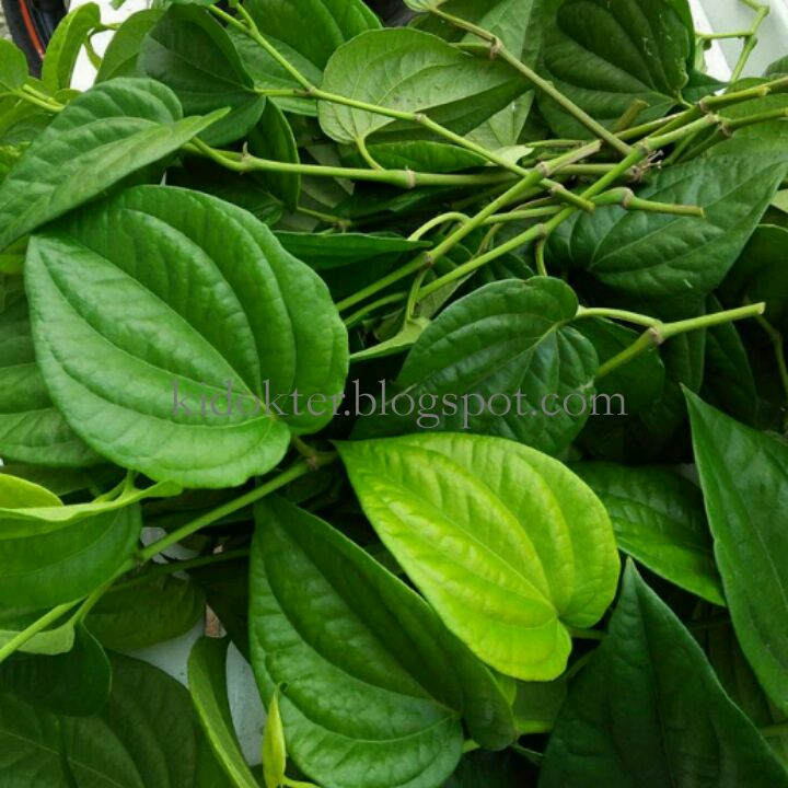 Obat Anti Jamur Ki Ide Spesial!