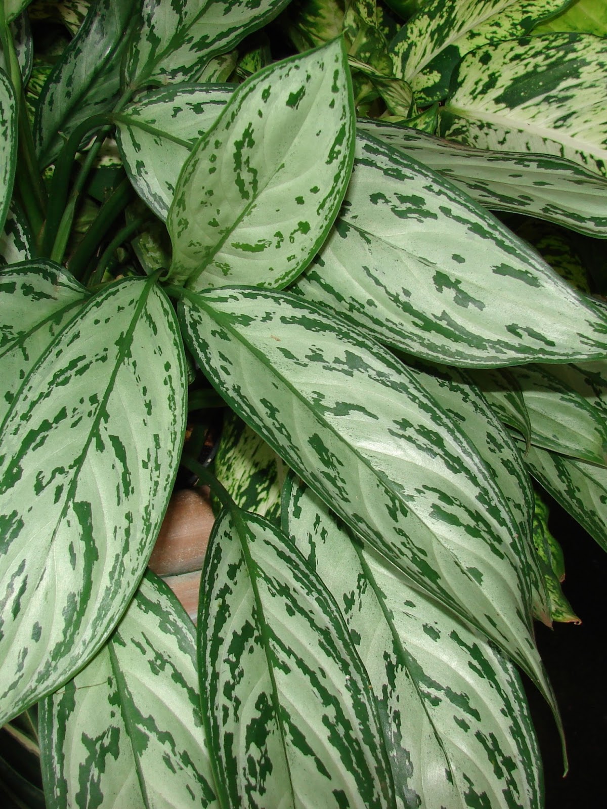 Plant World: Aglaonema commutatum