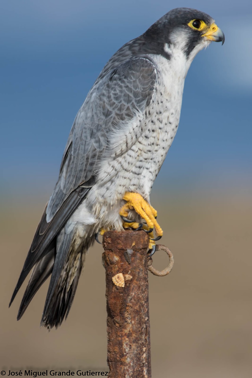 AVES DEL CIELO - BIRDS OF HEAVEN: Falco peregrinus calidus-Falcón ...