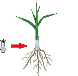 El huerto todo el año: - miniDICCIONARIO