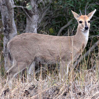 Mamíferos y marsupiales mammals of the earth: Duiker común (Sylvicapra ...