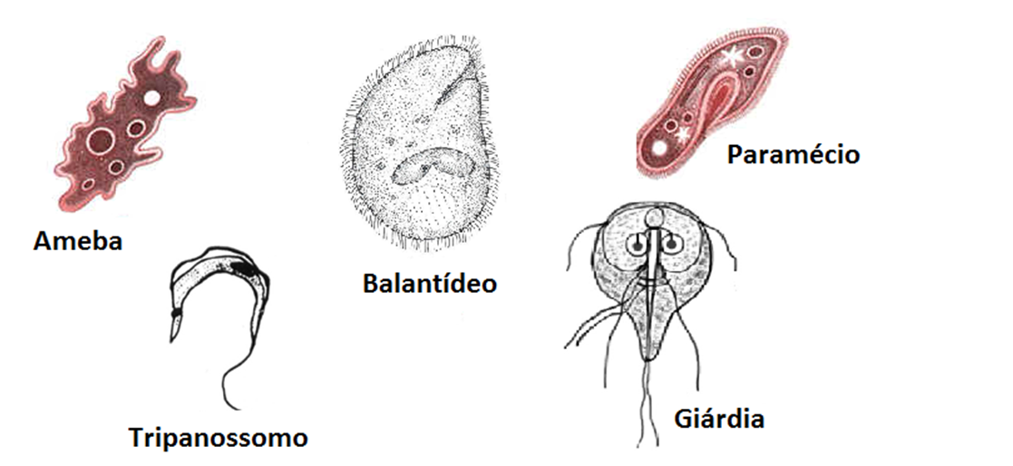 O Melhor da Biologia: Reino Protista - Aula completa