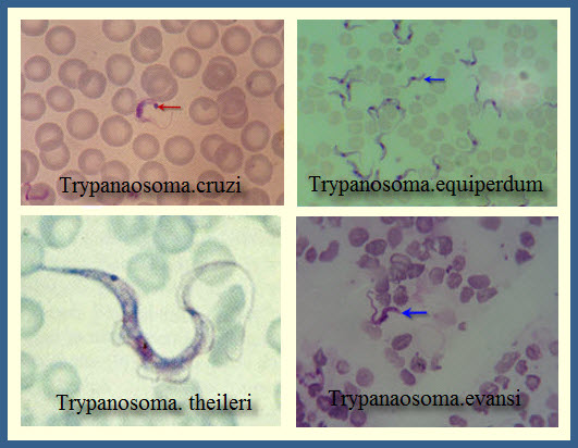VETERINARY PROTOZOOLOGY: TRYPANOSOMES
