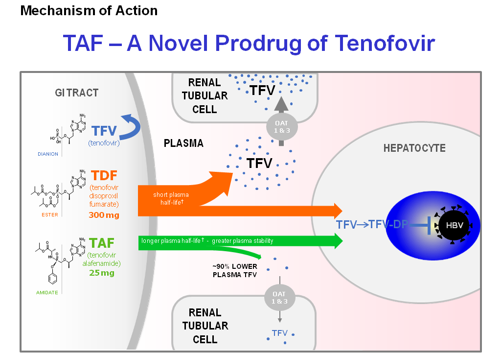 Trong điều trị HBV, vì sao Tenofovir TAF lại ít độc cho thận hơn TDF