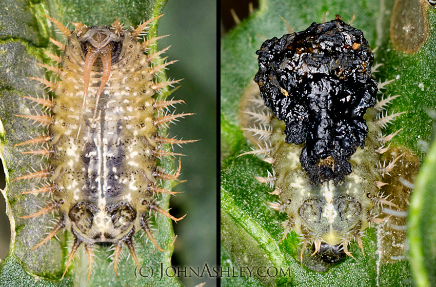 Wild and Free Montana: Artists and Other Aliens