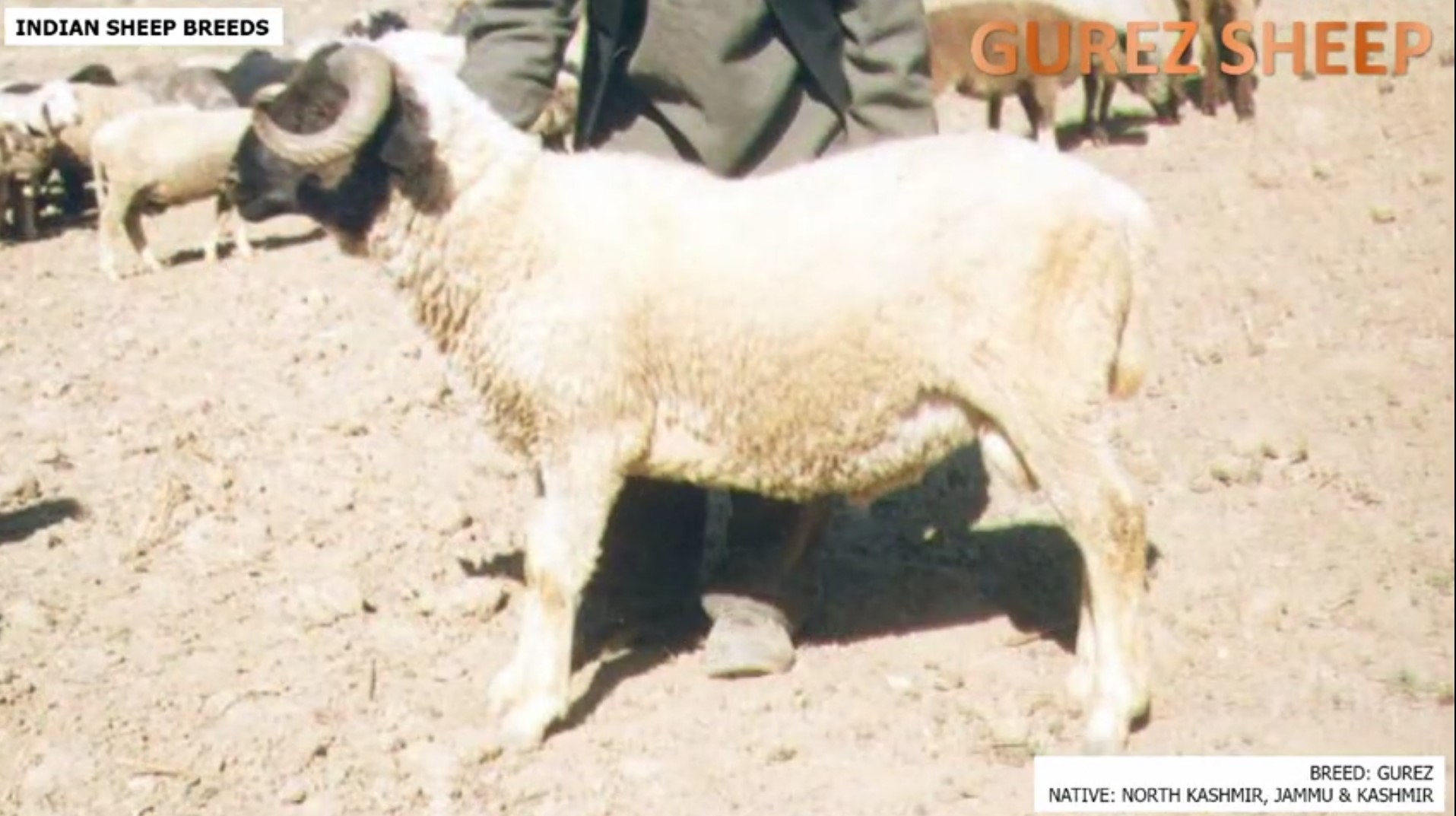 Most Popular Sheep Breeds of India